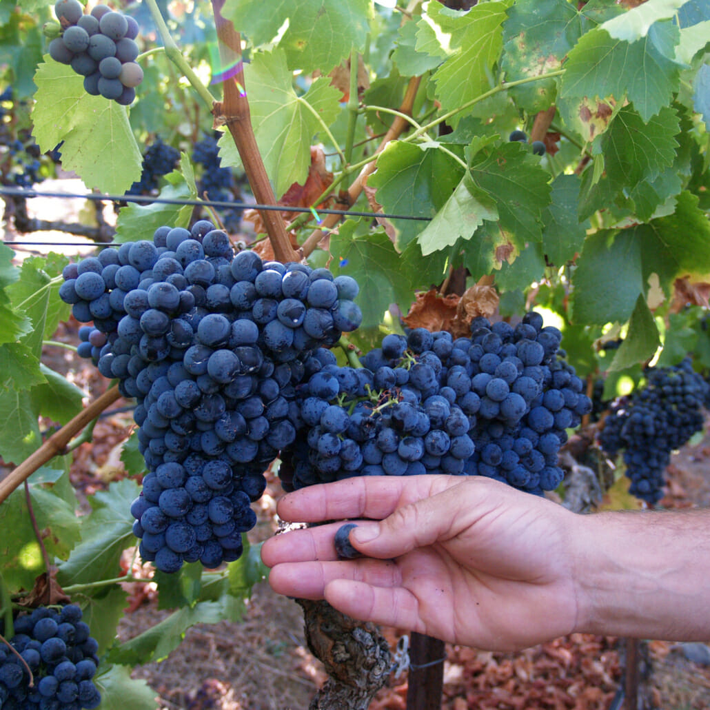 Chevalier Vineyard - Miro Cellars